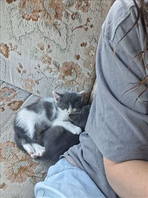 Poklanjam tri mačeta, stara 3 meseca
