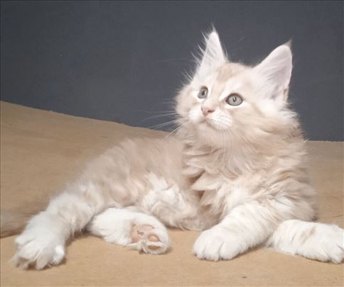 Maine Coon , muški mačići