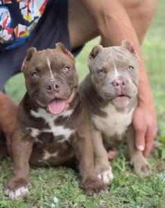 AMERICAN BULLY