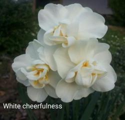 Narcissus White Cheerfulness