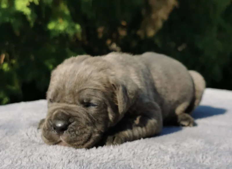 CANE CORSO prelepi štenci