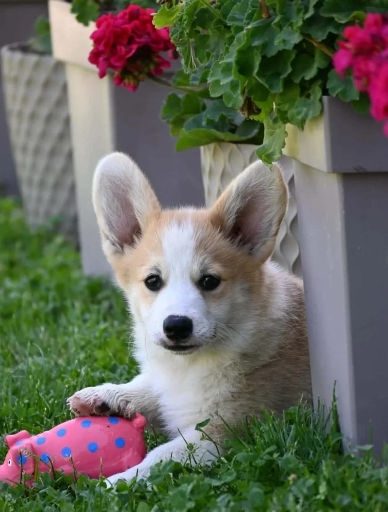 Velski korgi/Welsh Corgi Pembroke