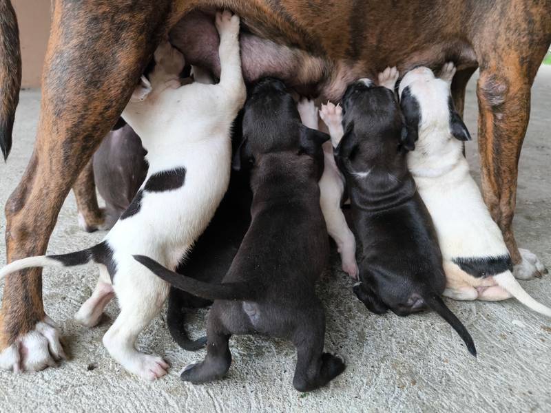 Pit bul stenci