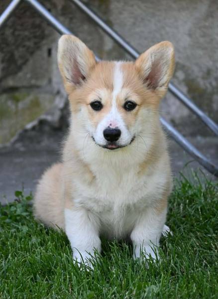 Velški korgi/Welsh Corgi Pembroke