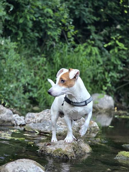 Jack Russell terijer – dostupan za parenje