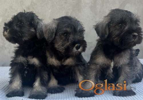 Patuljasti Šnaucer Miniature Schnauzer