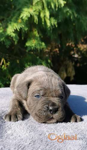 Cane Corso Kane Korso NOVO LEGLO