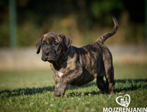 Na prodaju stenci Presa Canario