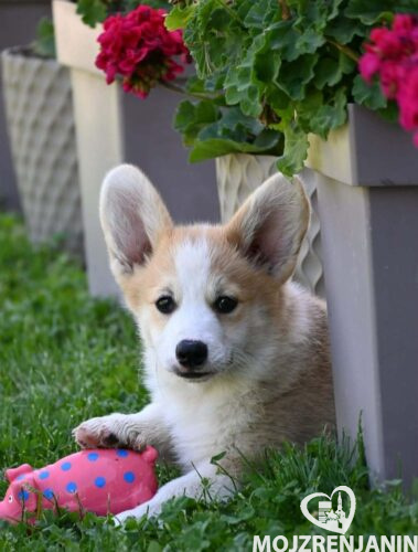 Velski korgi/Welsh Corgi Pembroke POVOLJNO
