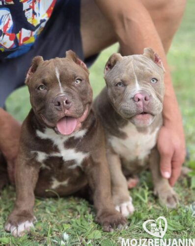 American bully