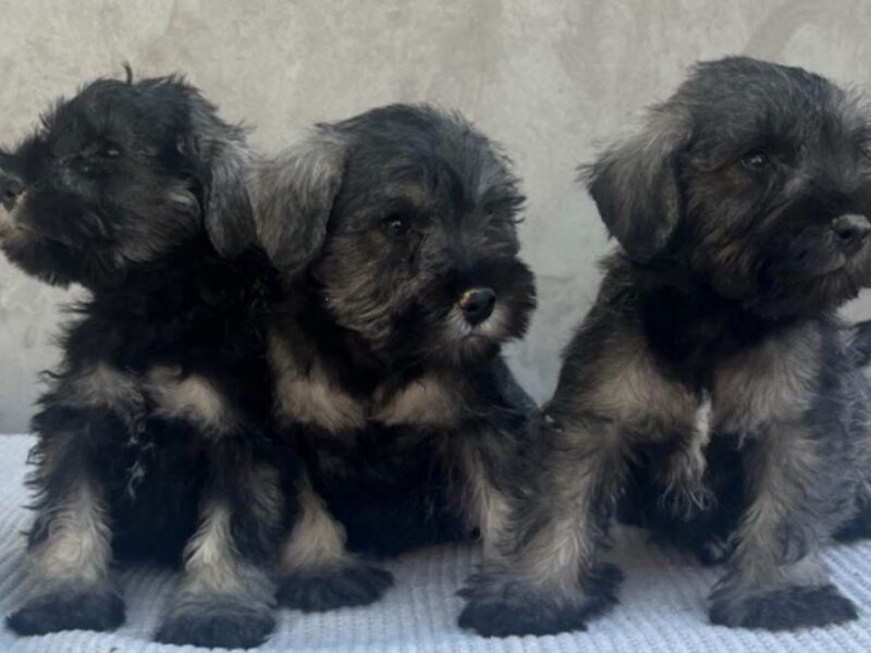 Patuljasti Šnaucer Miniature Schnauzer