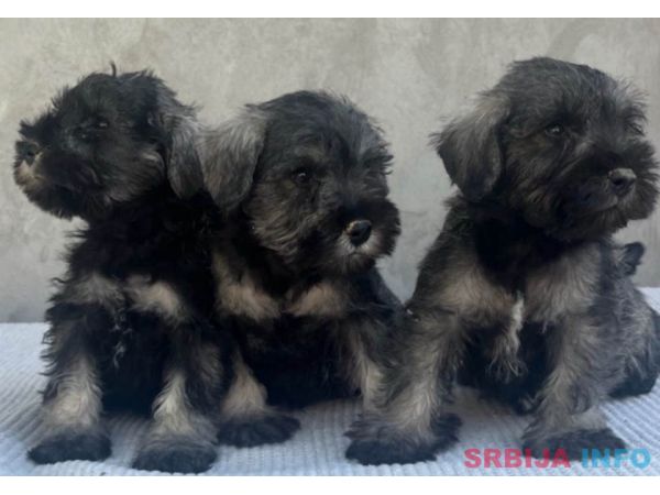 Patuljasti Šnaucer Miniature Schnauzer