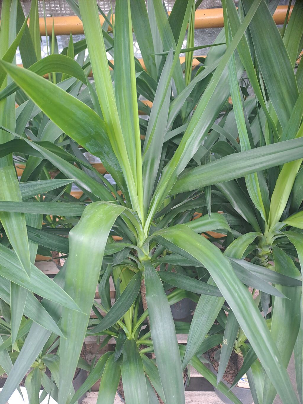 Yucca, Drvo Zivota, 140 centimetara visina, dva stabla iz saksije sa