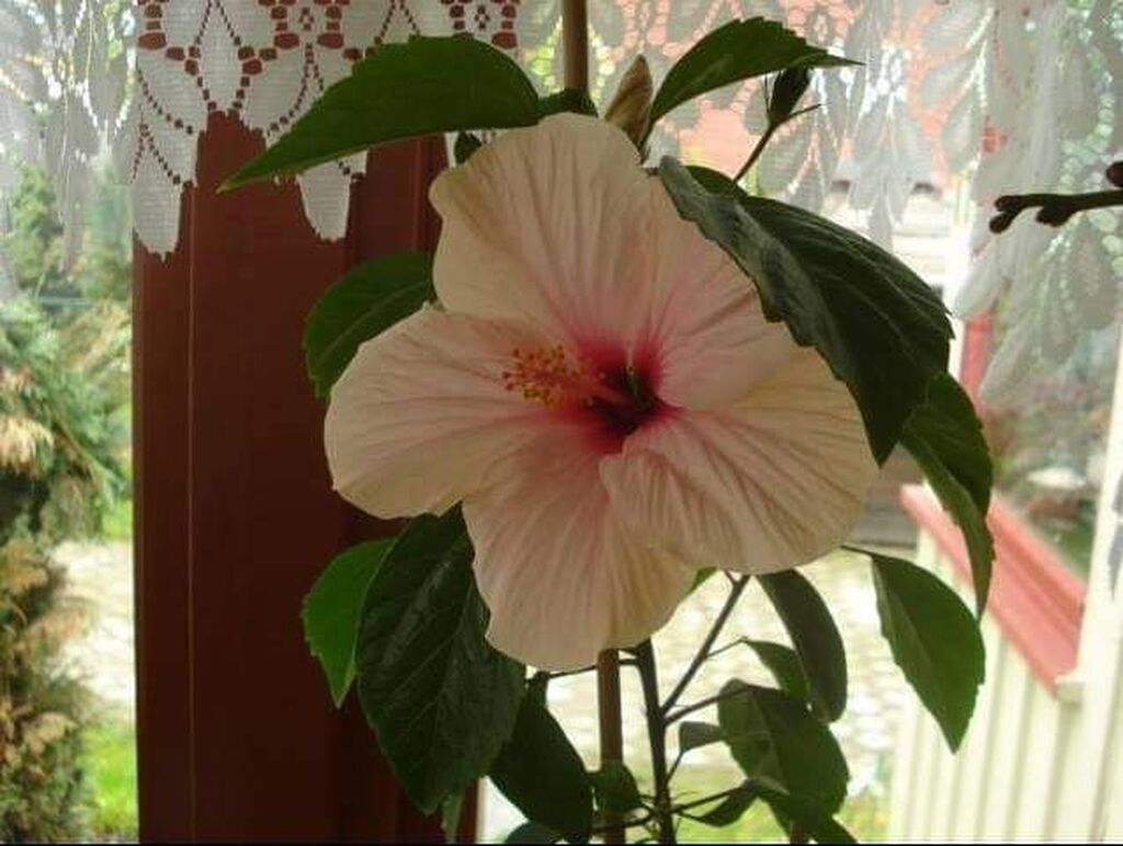 █▬█ █ ▀█▀ *** EXTRA PONUDA *** Džinovski Hibiskus 200 semenke