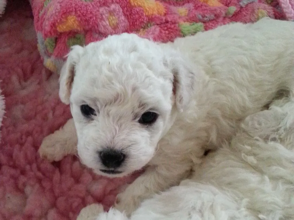 pudla
