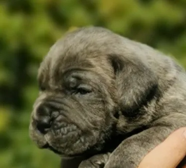 Cane Corso Kane Korso NOVO LEGLO