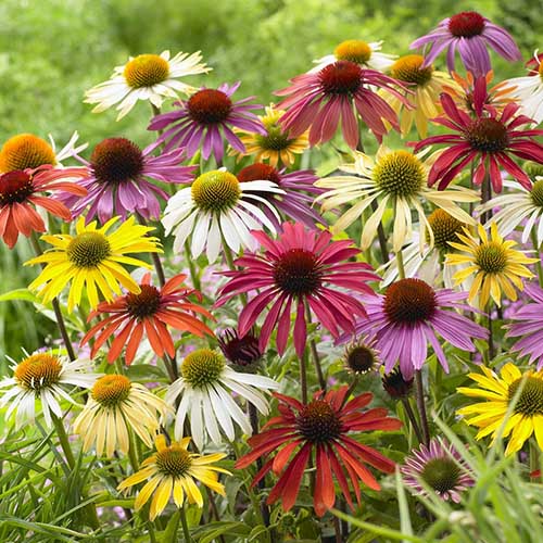 Echinacea Mix – 3 sadnice