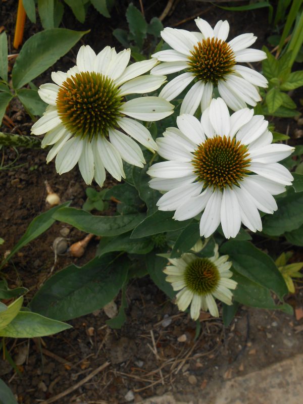ECHINACEA WHITE