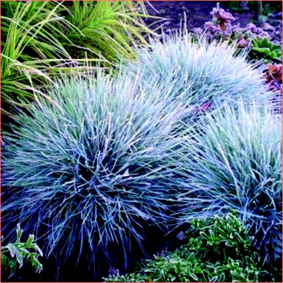 Festuca glauca-plava trava P038