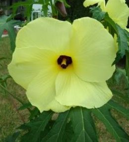 Hibiscus Abelmochus Manihot P383 – sadnica 30-40cm