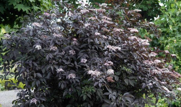 Sambucus nigra Black Lace