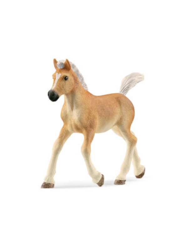Haflinger Zdrebe