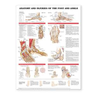 Anat & Inj Foot & Ankle Paper Pu