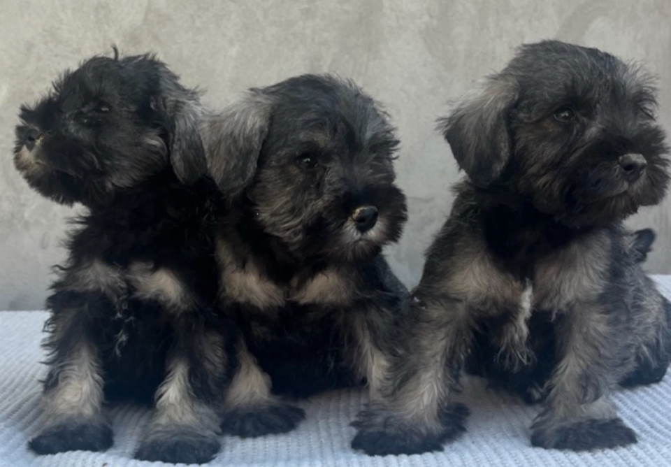 Patuljasti Šnaucer Miniature Schnauzer