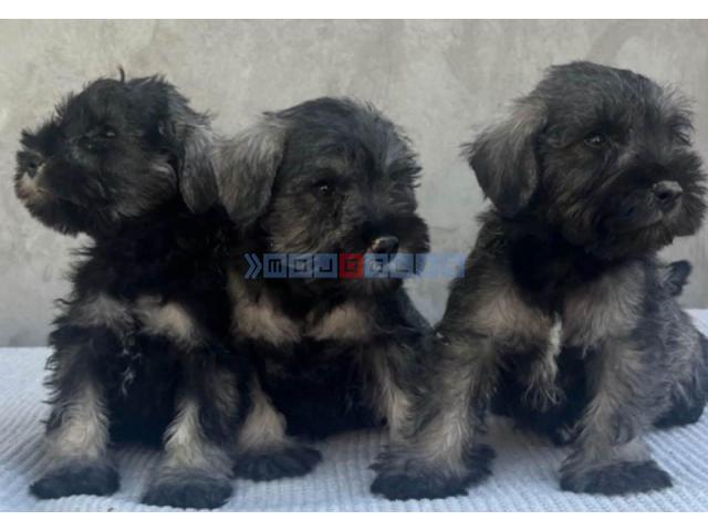 Patuljasti Šnaucer Miniature Schnauzer