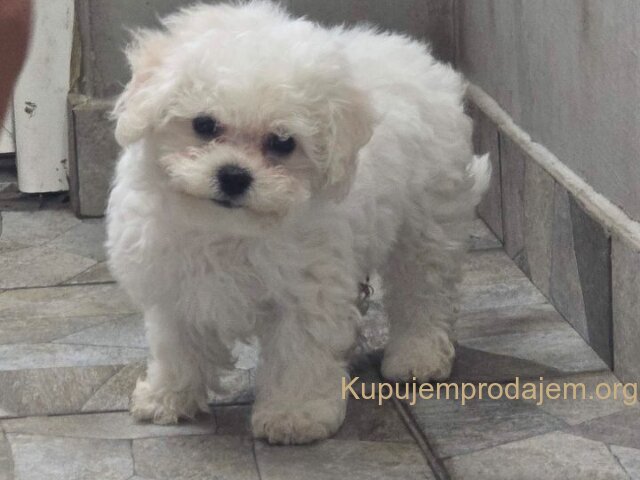 Štenci kovrdžavog bišona – prelepe ženke!