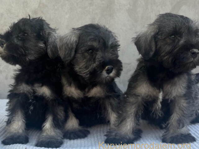 Patuljasti Šnaucer Miniature Schnauzer