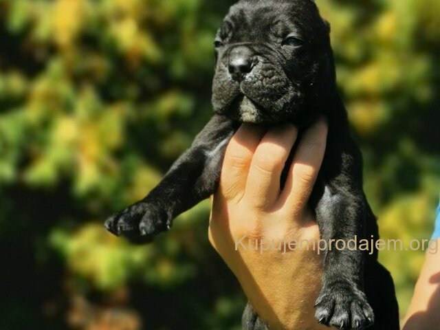 Cane Corso Kane Korso NOVO LEGLO