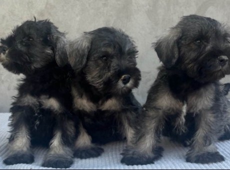 Patuljasti Šnaucer Miniature Schnauzer