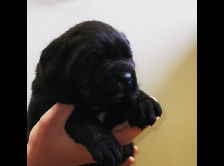 CANE CORSO prelepi štenci