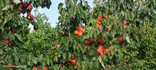 Kajsije za rakiju