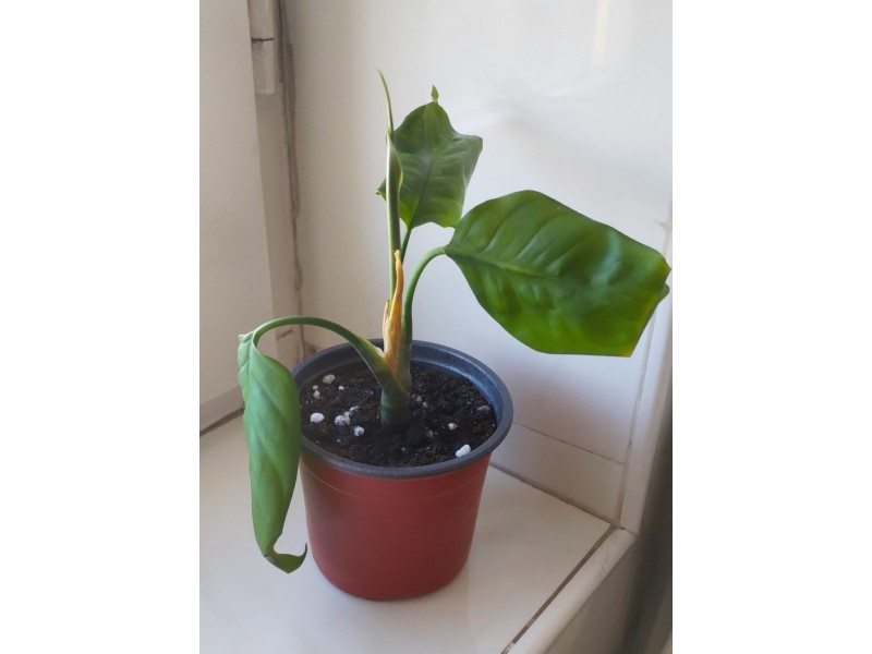 AGLAONEMA MODESTUM - mlada biljka