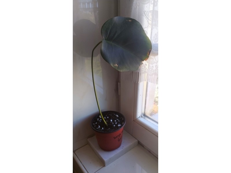 FILADENDRON MONSTERA deliciosa, AKCIJA!
