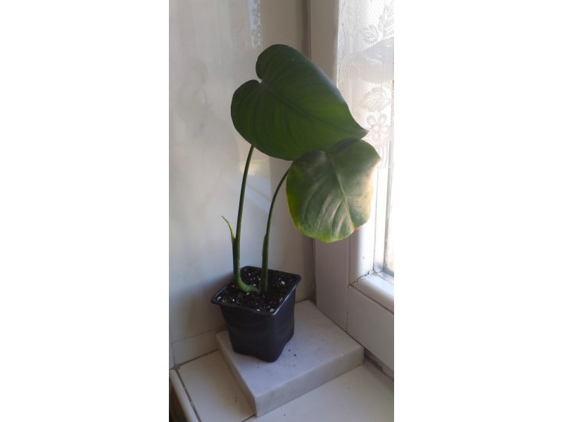 FILADENDRON MONSTERA deliciosa