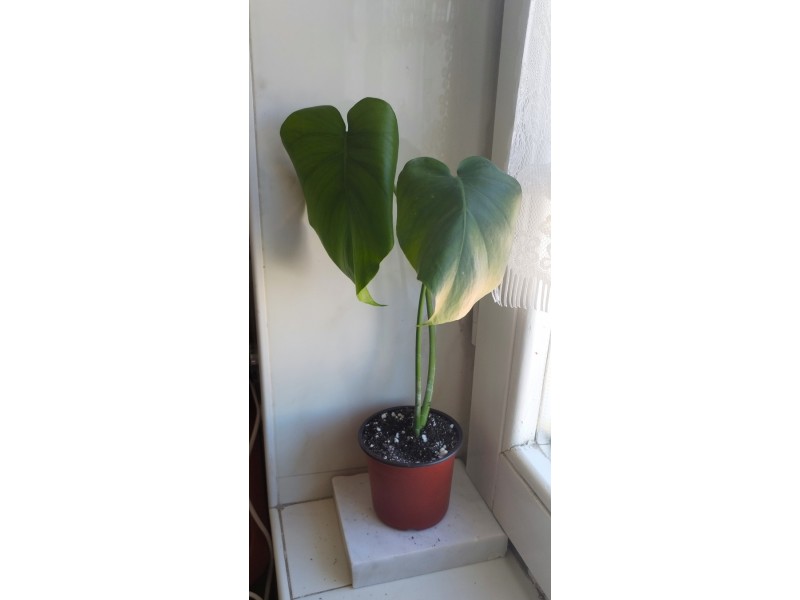FILADENDRON MONSTERA deliciosa