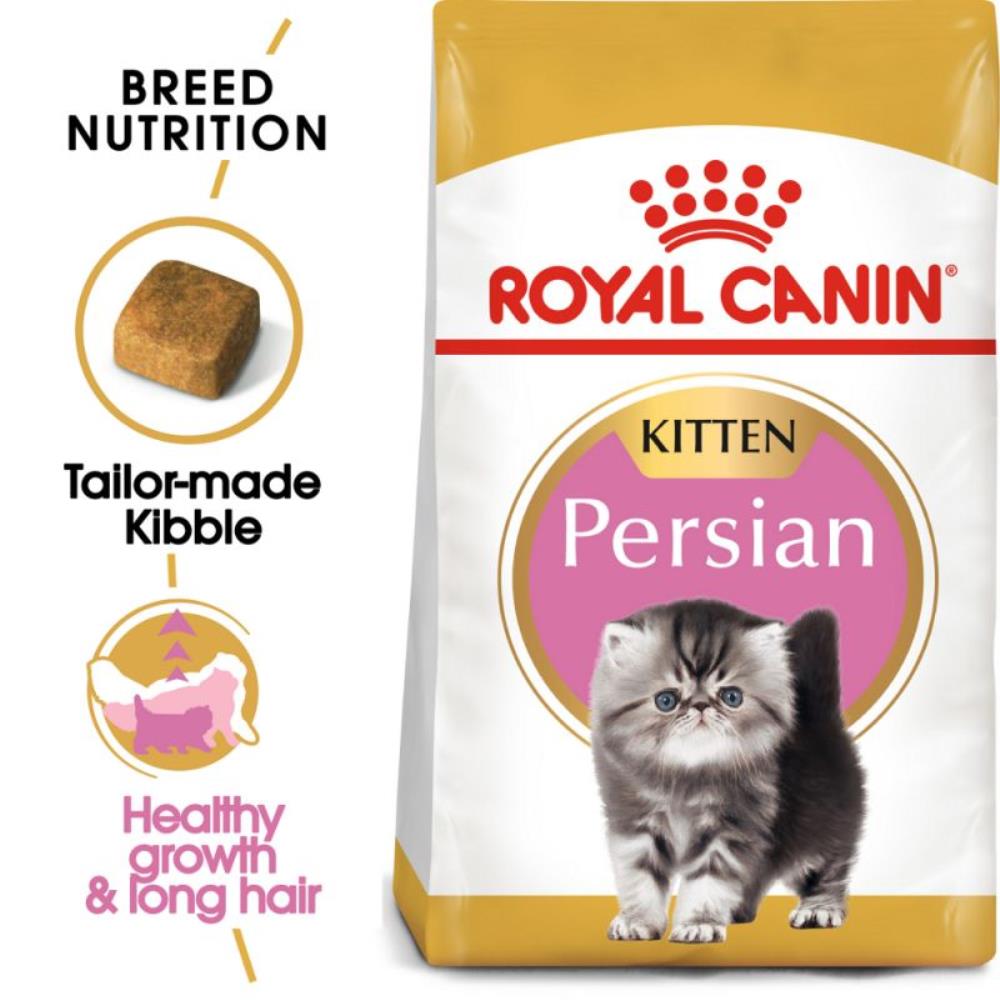 RC KITTEN PERSIAN