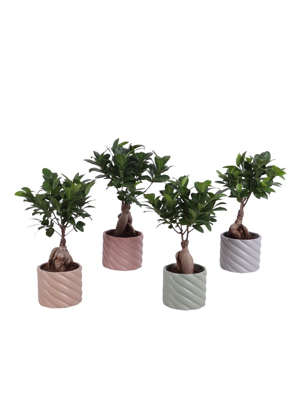 Fikus mini bonsai