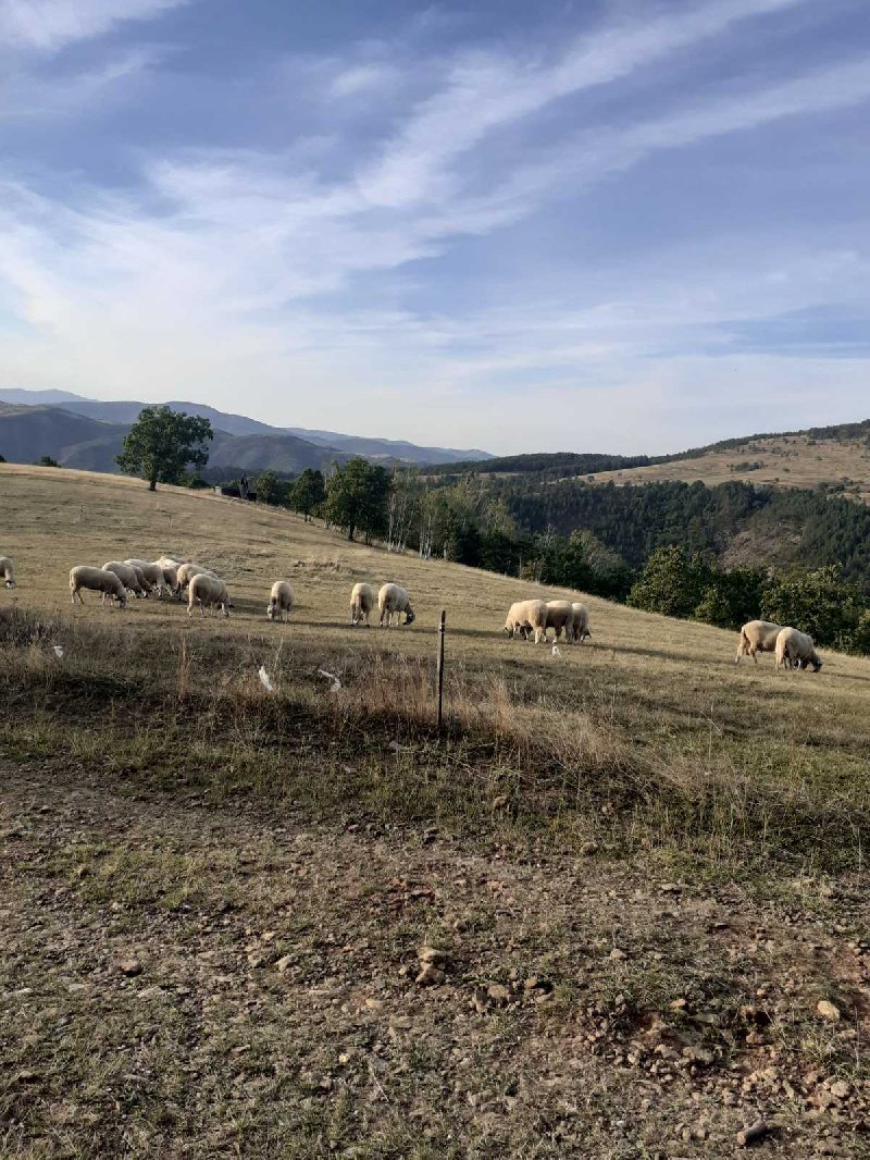 Zlatibor zemljište