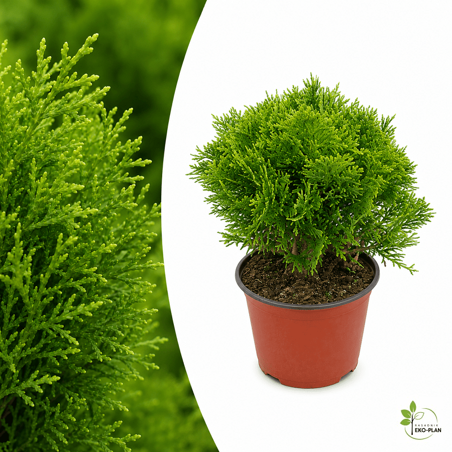 Thuja occ. Danica
