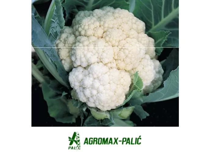 Seme karfiola White Excel F1