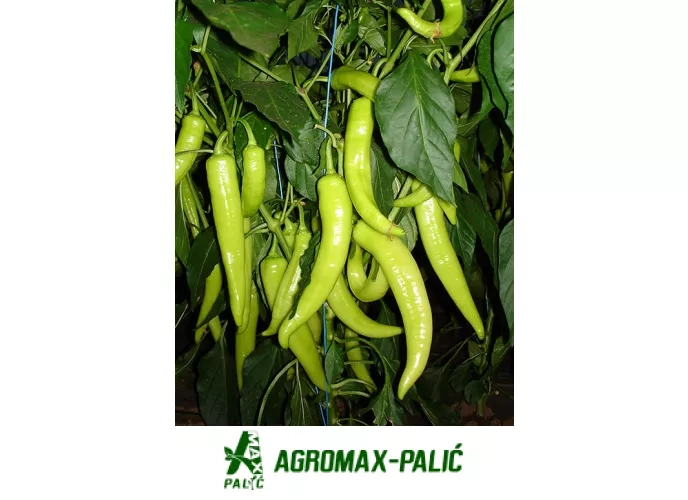 Seme paprike Inferno F1- 100 semena