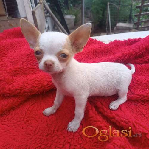 Mini civava