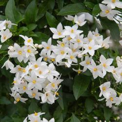SOLANUM JASMONOIDES - VELIKA BILJKA