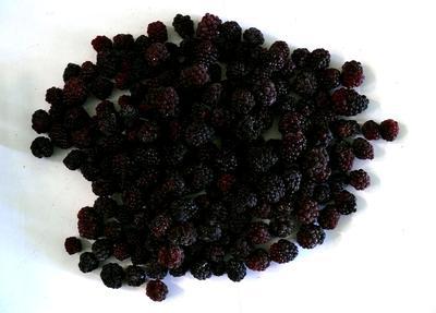 DZ Kupina Thornfree