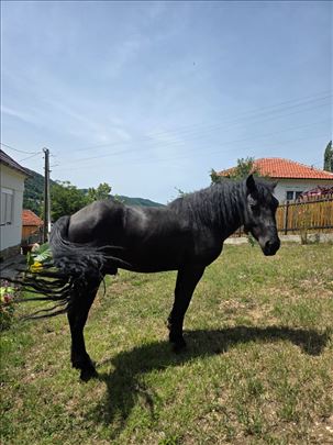 Konj na prodaju