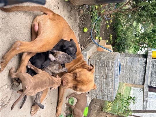 Pit bul terijer, štenci